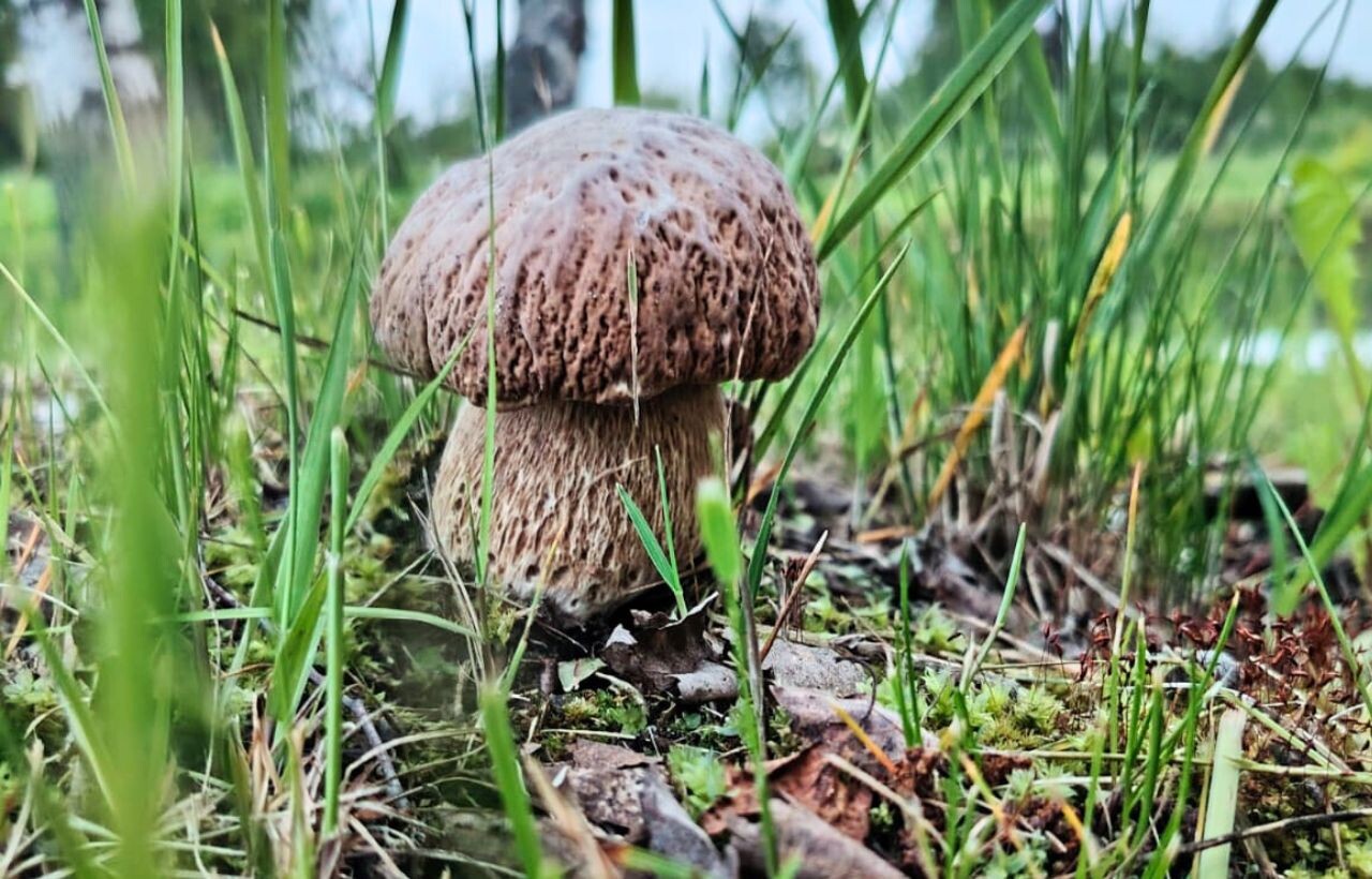 “Pirmās baravikas šogad.” Siltajās maija dienās kupli aug sēnes
