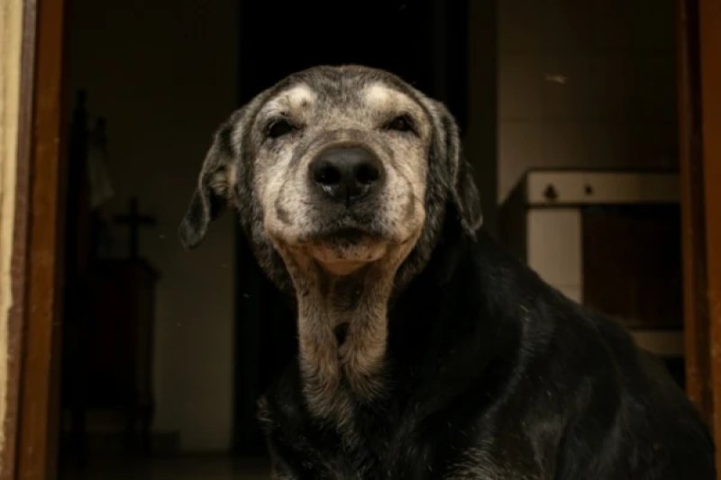 Early Signs of Brain Aging: What Behavioral Changes in Older Dogs ...