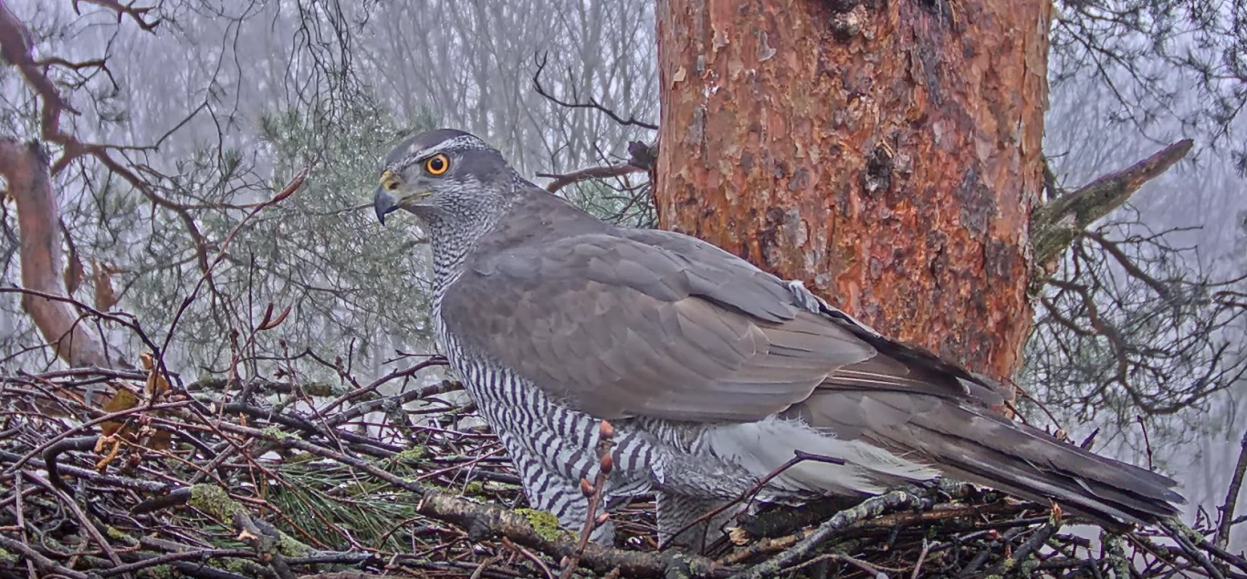 Watch the hawk... like a hawk