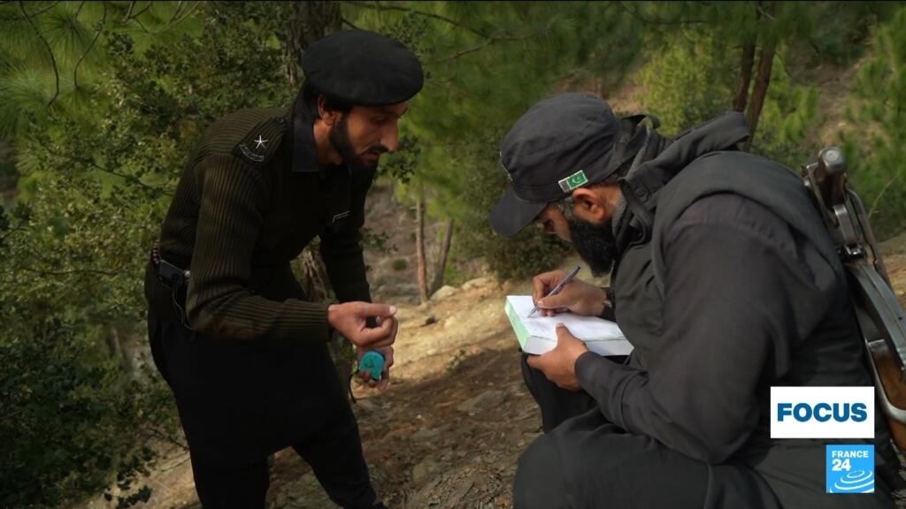 International Day of Forests: Pakistan's fight against timber trafficking