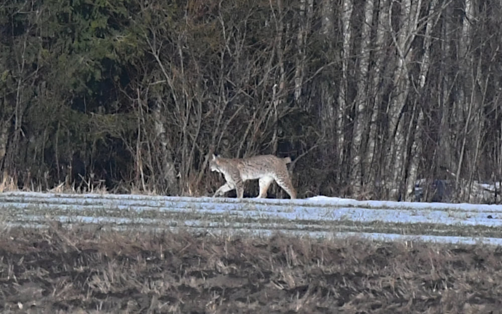 Jahimehed said Kiideva ilvese küttimiseks eriloa