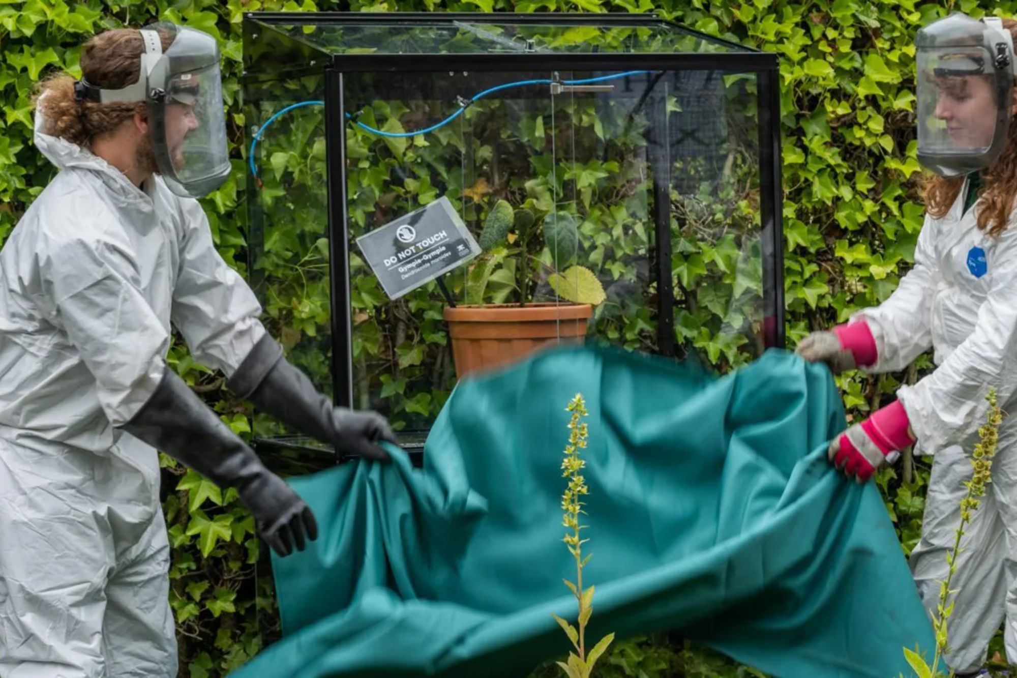 World’s most poisonous plant has driven people to suicide — like the ...