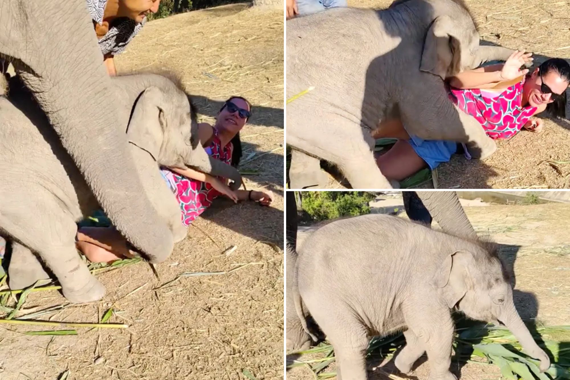 Tourist in Thailand receives cuddles from baby elephant before being ...