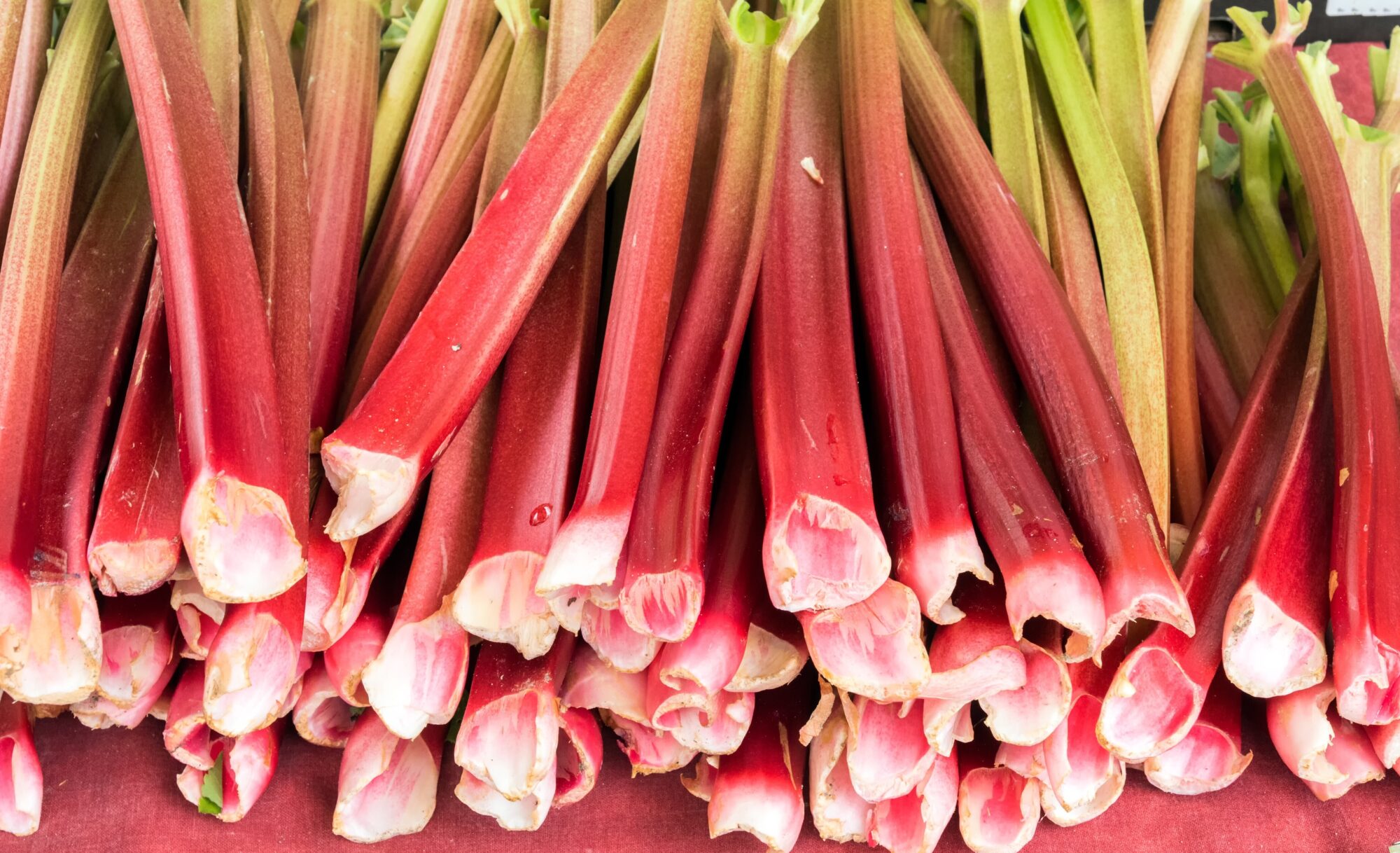 Vasaras vēstneši rabarberi: ietekme uz veselību un padomi skaistumkopšanā