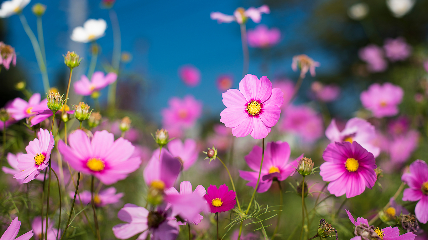 TESTS: Kā sauc šīs vasaras puķes?