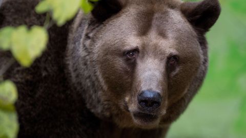Slovakkia kuulutas võika rünnaku järel karudele sõja