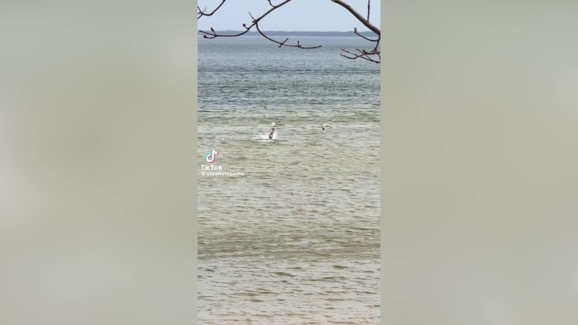 VIDEO. “Kaut ko tādu pirmo reizi dzīvē redzu!” Stirna pārsteidz ...