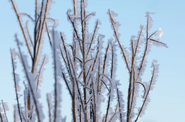 A Cold Record Broken in Rucava in the Second Decade of the Month