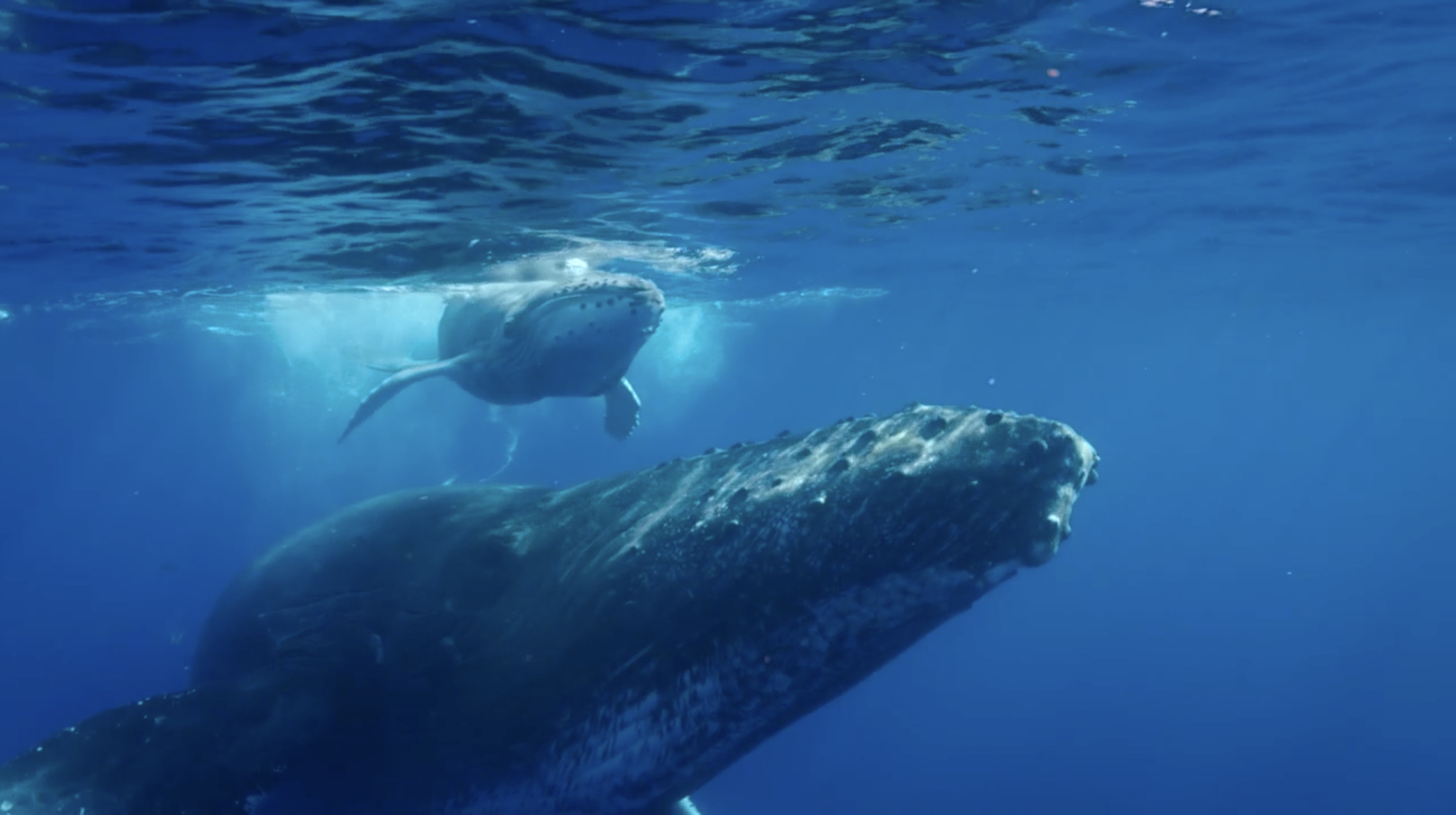 Watch first video ever of humpback whale giving birth: ‘It’s never been ...