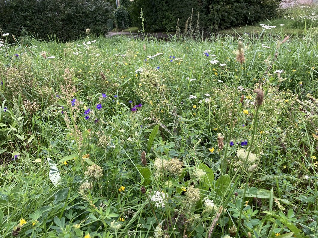 Rīga to create seven more urban meadows this summer