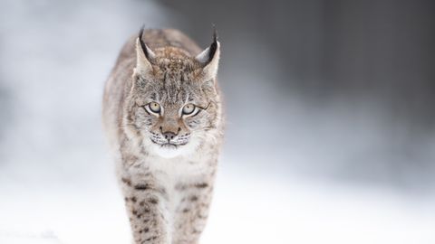 VIDEO Ilvesed tulid Raplamaal elumajale väga lähedale