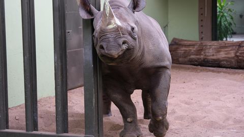 NÄDAL LOOMAAIAS Lisandus kaks enam kui tonnist elukat, merisiga Maia ...