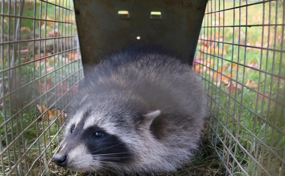 Latvijā ienākusi invazīva dzīvnieku suga - Balvu novadā nomedīts ...