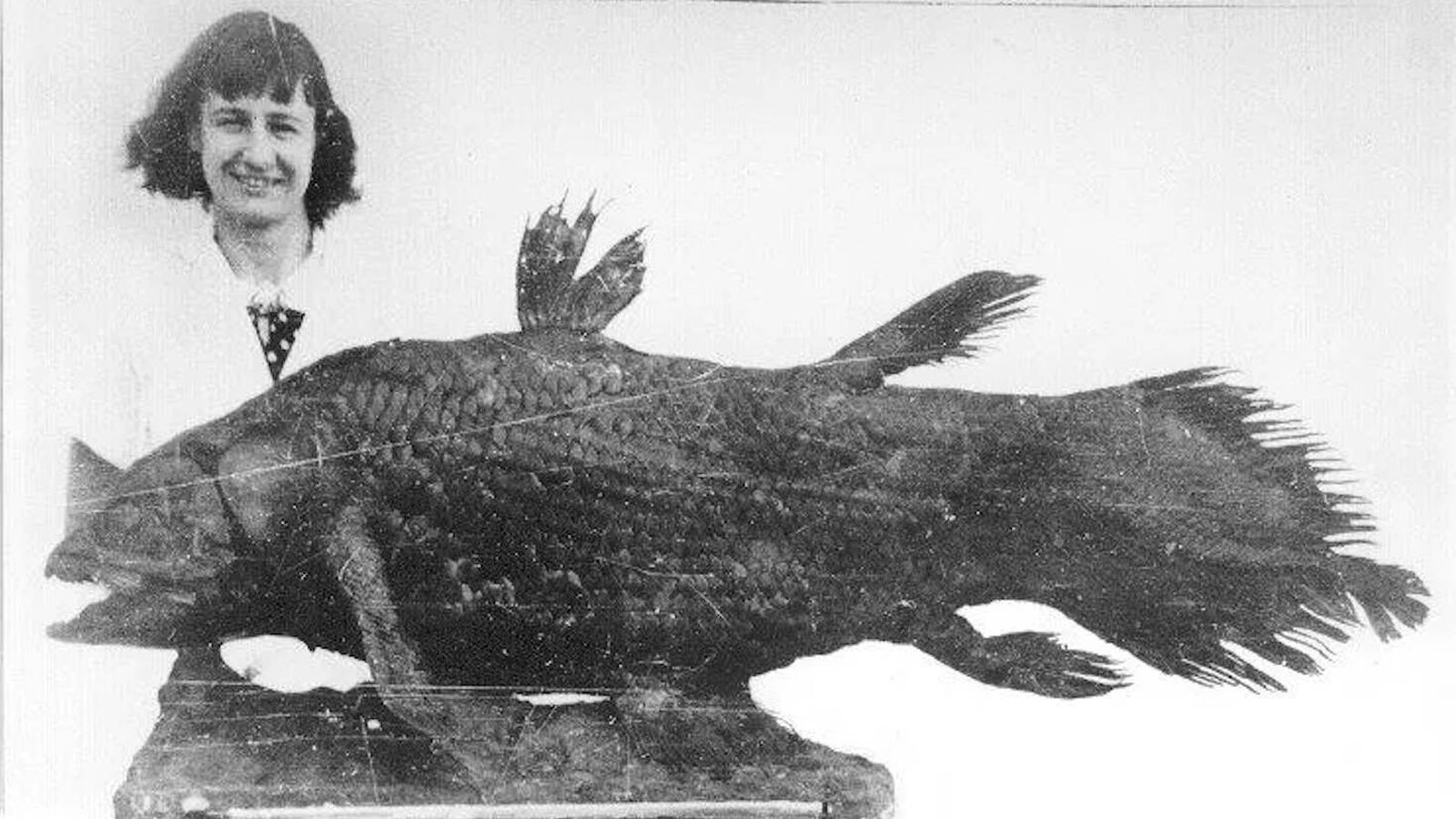 En 1938, esta mujer 'resucitó' una especie que se creía extinta desde ...